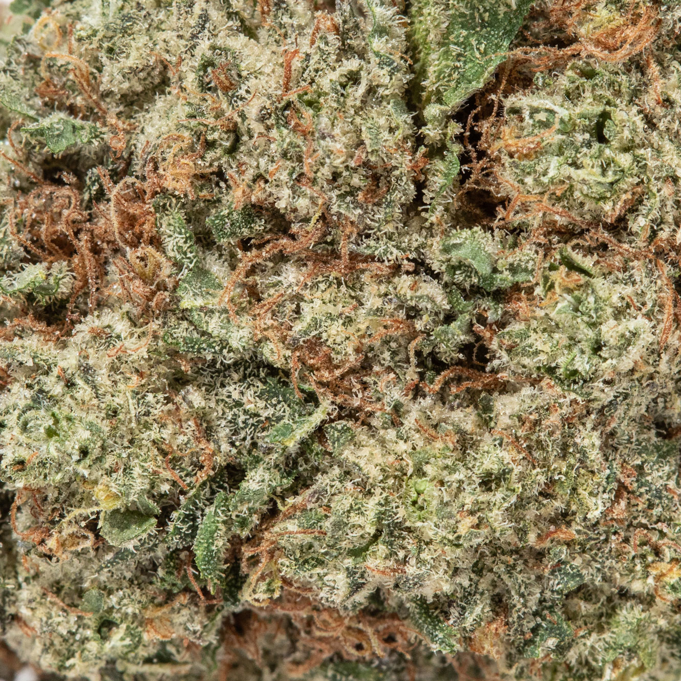 Buy Tropic Thunder (AAAA) Online | Elite Cannabis